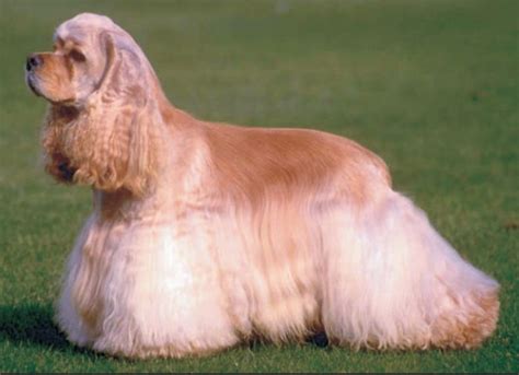 American Cocker Spaniel Standard Jelena Dogshows