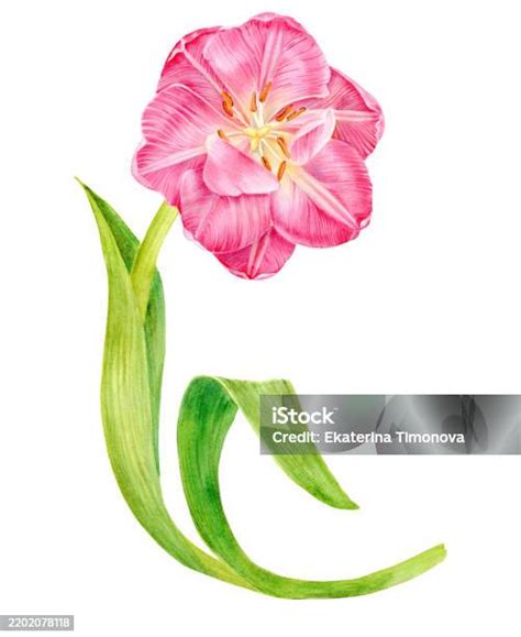 튤립은 큰 꽃입니다 분홍색의 꽃 수술과 암술이 있는 직선 전망 줄기와 녹색 잎 앵 초 식물 삽화 수채화로 손으로 그린 엽서 화장품 포장 사탕 봄 방학 및 3 월 8 일