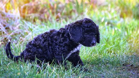 Cockapoo Puppies Facts And Personality Traits Petsblogs