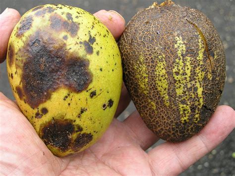 How To Tell If A Mango Is Bad Ripe Or Rotten