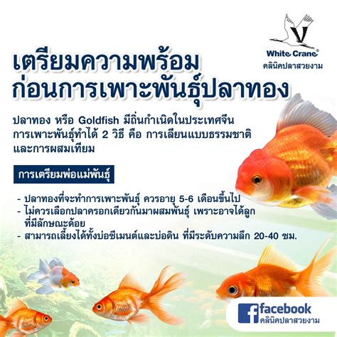 คลินิคปลาสวยงาม 🐠วิธีการเพาะพันธุ์ปลาทอง Facebook