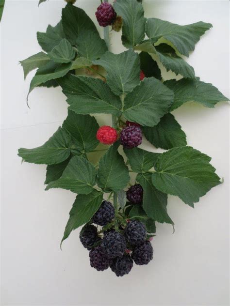 Raspberry — Edible Landscaping