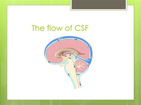 PPT Human Nervous System Level3 PowerPoint Presentation Free Download ID 2415724