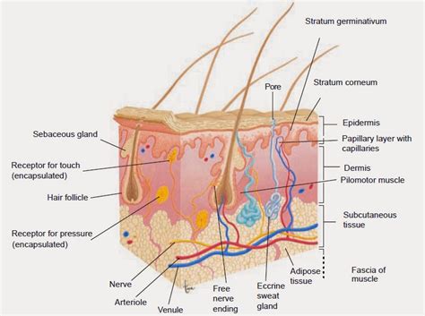 Integumentary System Nursing