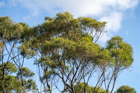 Premium Photo Beautiful Gum Trees And Shrubs In The Australian Bush Forest Gumtrees And Native