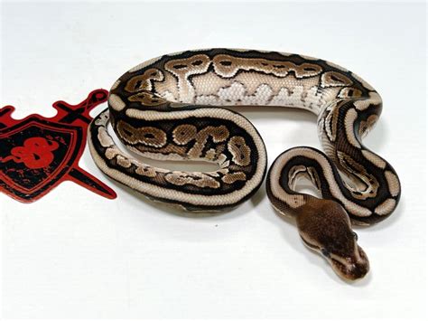 Black Pastel Hidden Gene Woma Yellowbelly 100 Het Tsk Axanthic Ball