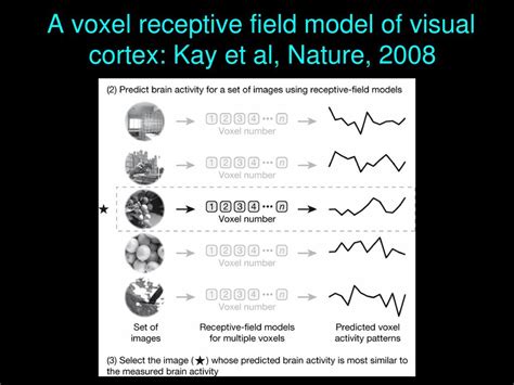 fmri and neural encoding models voxel receptive fields continued