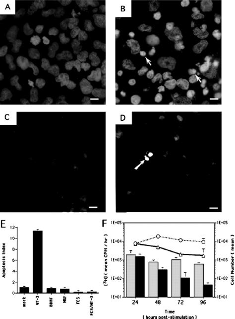 Nt 3 Induces Apoptosis In A Medulloblastoma Cell Line Expressing Trkc