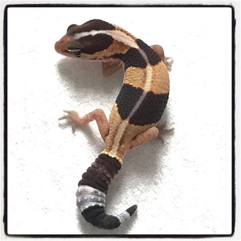 26 African Fat Tailed Gecko Morphs Colors With Pictures Artofit