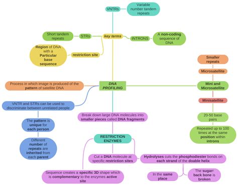 Dna Profiling Key Terms Introns A Non Coding Sequence Of Dna