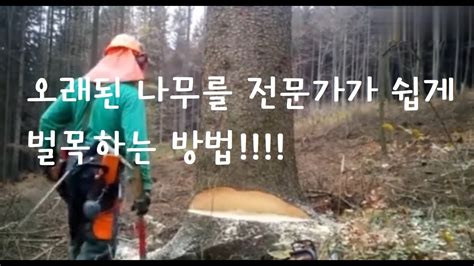 오래된 나무를 전문가가 쉽게 벌목하는 방법 큰나무 벌목 벌목현장 나무 현장의재구성 Youtube