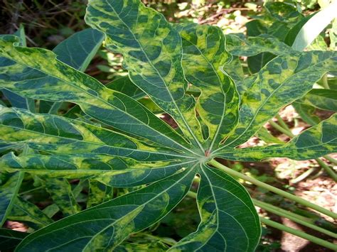 Cassava Detect Object Detection Model By Eiei