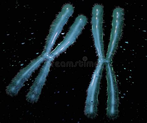 X Chromosome Is One Of The Two Sex Chromosomes Stock Illustration