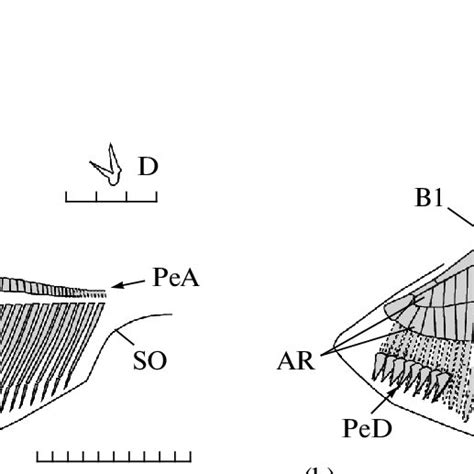 Interpretations Of Janassa Bituminosa And Extant Batoid Pelvic Anatomy