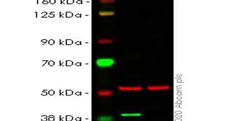 Human Pbk Spk Knockout Hek293t Cell Line Selectscience