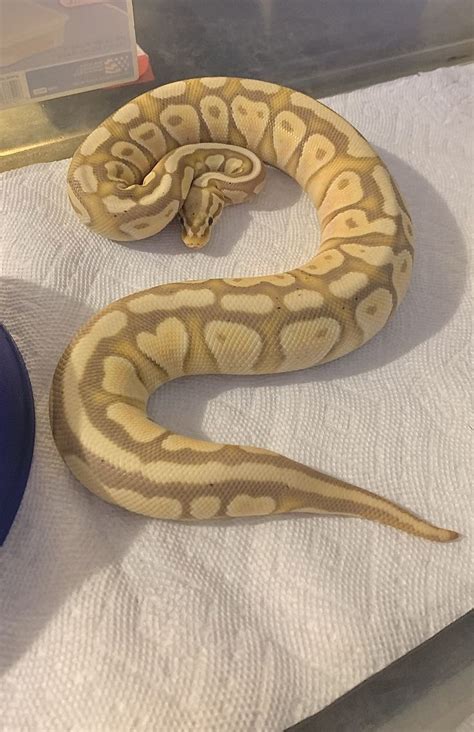 Pin By Danielnieves On World Of Ball Pythons Pretty Snakes Ball