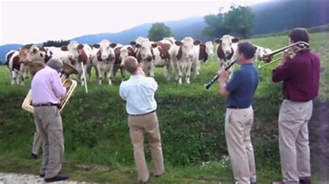 Jazz Band Plays For Cattle Audience