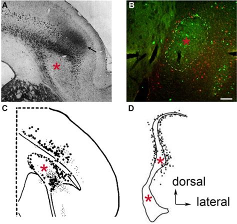 Retrograde Neuronal Tract Tracer Labeling In The Region Of The