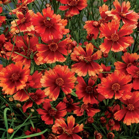 Coreopsis ‘desert Coral Terra Nova® Nurseries Inc