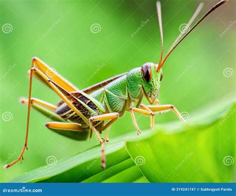 Ai Generated Macro Photo Of A Green Colour Grasshopper Stock Illustration Illustration Of