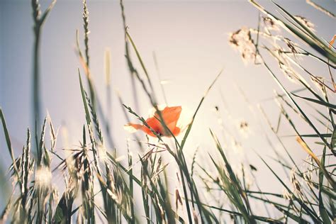 잔디로 둘러싸인 주황색 꽃잎 꽃의 선택적 초점 사진 사진 Unsplash의 무료 풀 이미지