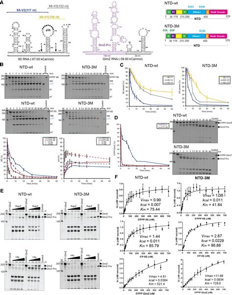 Impact Of Pseudouridylation Substrate Fold And Degradosome Organization On The Endonuclease