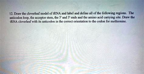 12 Draw The Cloverleaf Model Of Trna And Label And Define All Of The