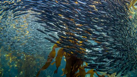 Anchovy Sex Is A Force Of Nature Popular Science
