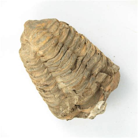 Partial Broken Trilobite Pieces Albion Fire And Ice Uk Fossils