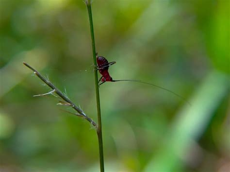 Premium Photo The Small Grasshopper Conocephalus Melaenus
