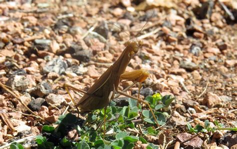 Nature Grasshopper Bug Free Photo On Pixabay Pixabay