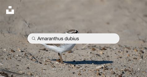 Imágenes De Amaranthus Dubius Descarga Imágenes Gratuitas En Unsplash