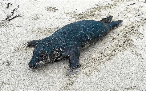 Cest Mignon Mais Cest Sauvage Un Phoque Secouru Par Une Famille