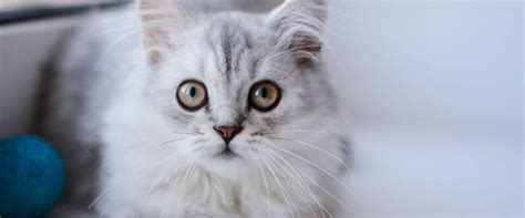Common Cat Illnesses And What You Need To Know