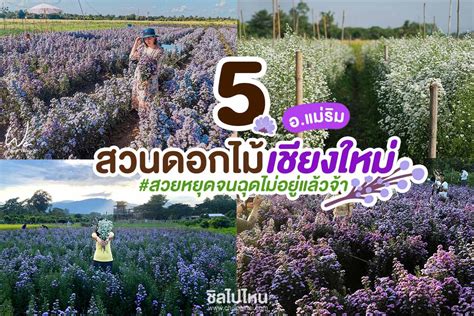 5 สวนดอกไม้เชียงใหม่ สวยหยุดจนฉุดไม่อยู่แล้วจ้า