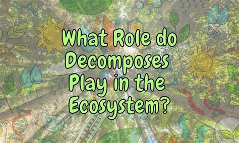 Why Are Decomposers Important For Ecosystems Outlife Expert