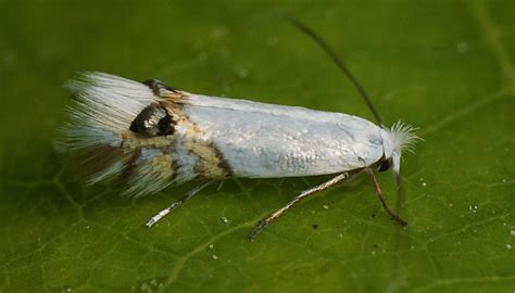 Una Polilla Pone En Alerta A Los Frutales De La Patagonia Infocampo