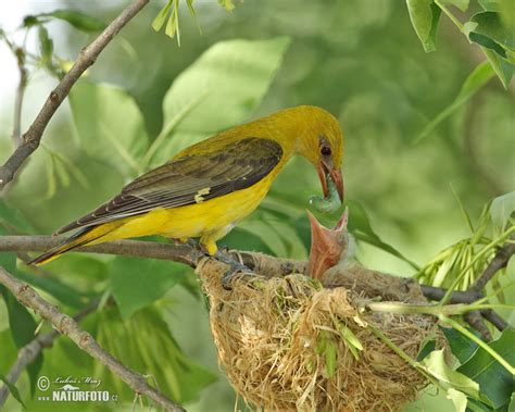 Pirol Bilder, Pirol Fotos | NaturFoto
