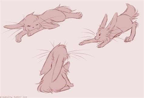 34 Best Images About Cabbits Cat Rabbit On Pinterest Discovery