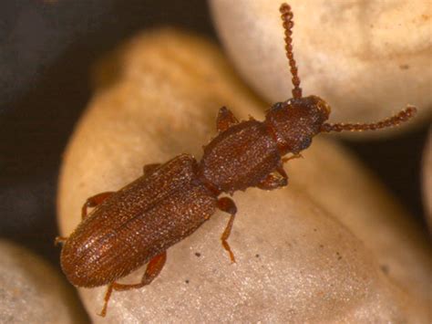 톱가슴머리대장 Saw Toothed Grain Beetle 네이버 블로그