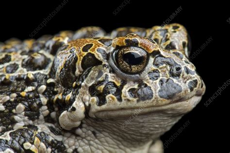 Yosemite Toad Stock Image C059 5961 Science Photo Library