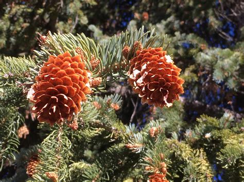 Елка с красными шишками (Много фото!) - treepics.ru