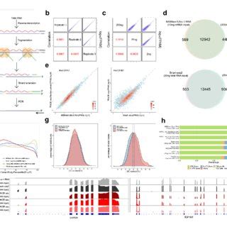 Performance Of TRACE Seq In Differential Expression Analysis A Download Scientific Diagram