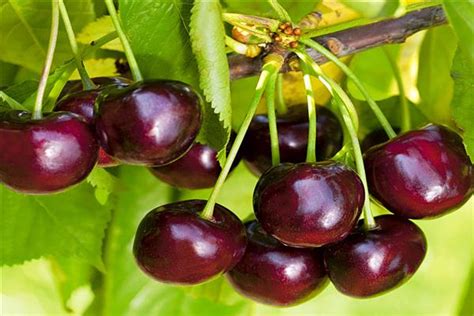 Черешня Ипуть: описание, посадка и уход, отзывы, фото, опылители