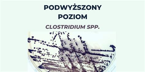 Podwyższony Poziom Clostridium Spp Vitaimmun
