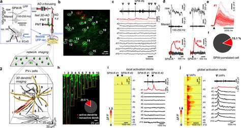 Activation Of Long Dendritic Segments Revealed By Fast 3d Imaging In