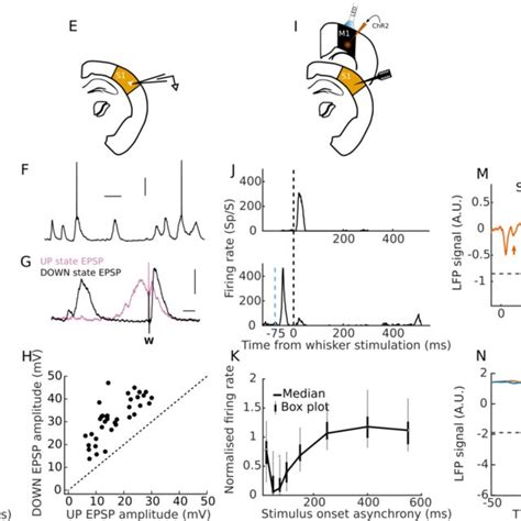 Motor Cortical Induced Excitation And Subsequent Inhibition In Primary