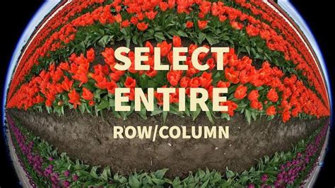 Excel Shortcuts Select Whole Columnrow Excel Tips Mrexcel Publishing
