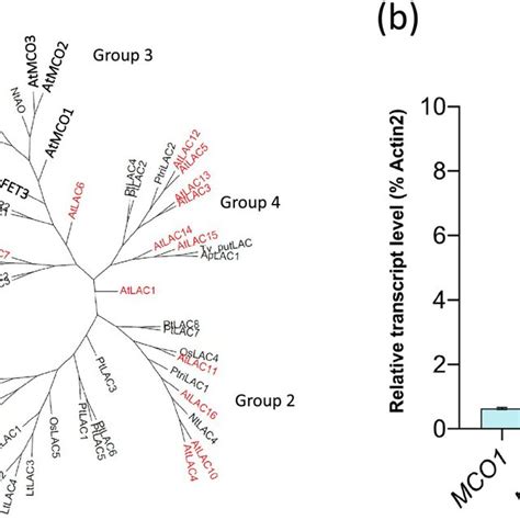 A Neighbor‐joining Similarity Tree Illustrating The Relatedness Of