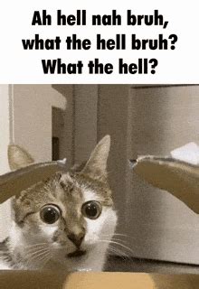 What The Hell Meme What The Hell Discover And Share S